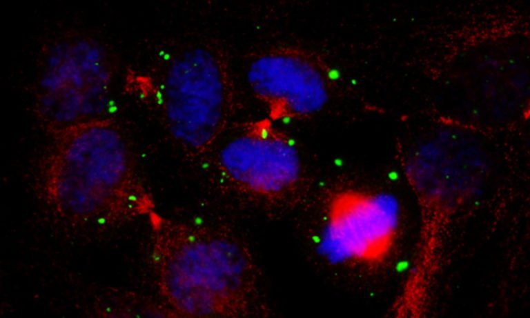 Honey-Mediated Wound Healing: H2O2 Entry through AQP3 Determines ...